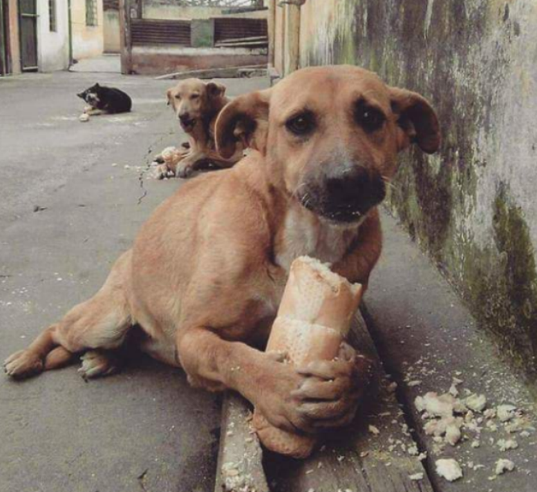 Día Mundial Del Perro Callejero Cadena Nueve Diario Digital