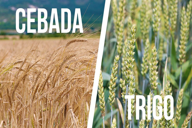 Estiman Una Producción Récord De Trigo Y Cebada Cadena Nueve Diario