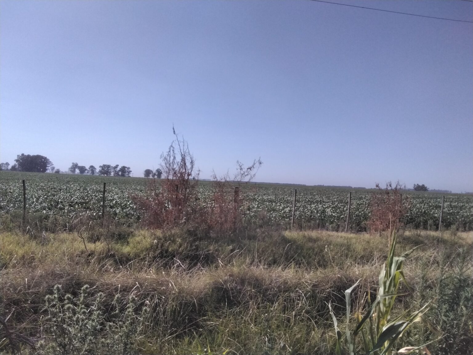 La Cooperativa de La Niña ayuda en combatir el acacio negro en El ...