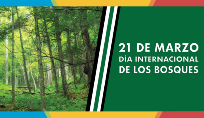 Reflexión en el Día Internacional de los Bosques: su rol en la ...
