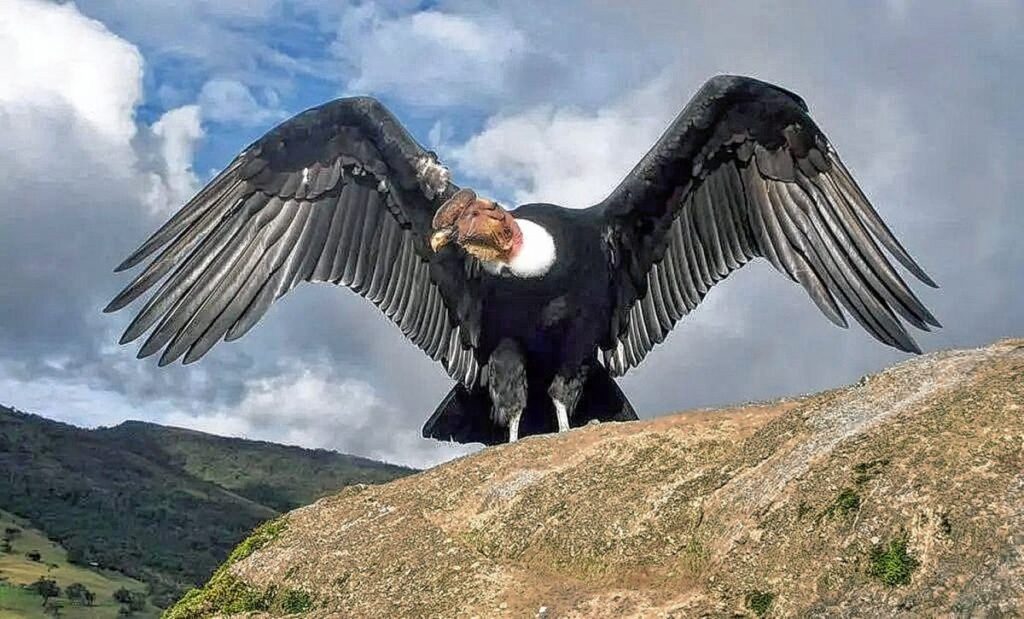 Día nacional del cóndor andino: Celebrando al rey de los Andes | Cadena ...