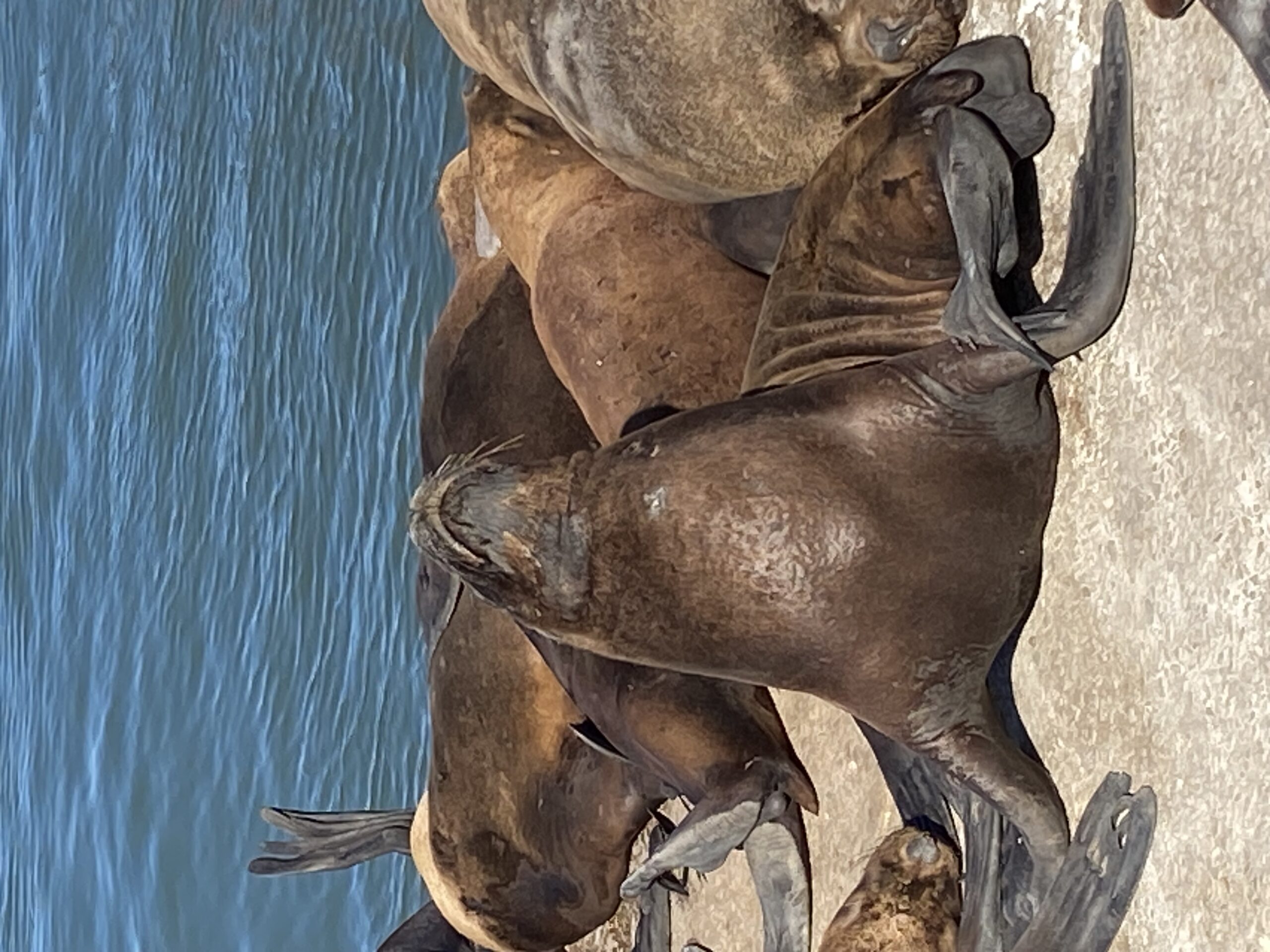 Lobos marinos en Mar del Plata: Un tesoro natural en la costa Argentina ...